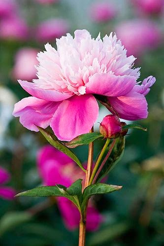 Paeonia 'duchess of kent' - Flowers Gardens