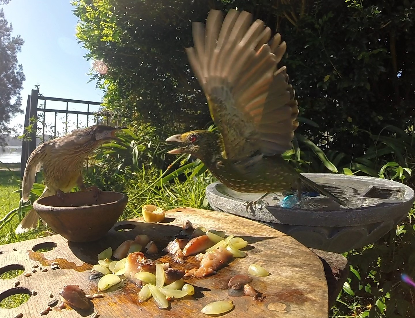 My Burra Family: The Storm Birds are back