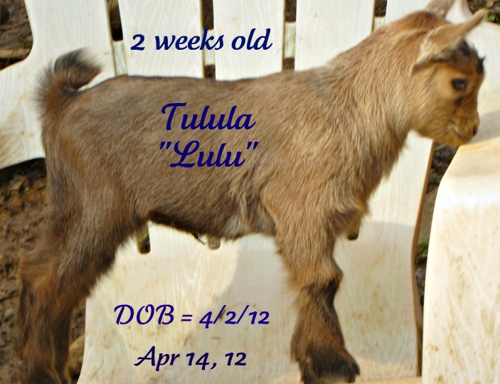 BooneDocksWilcox: Saturday Post