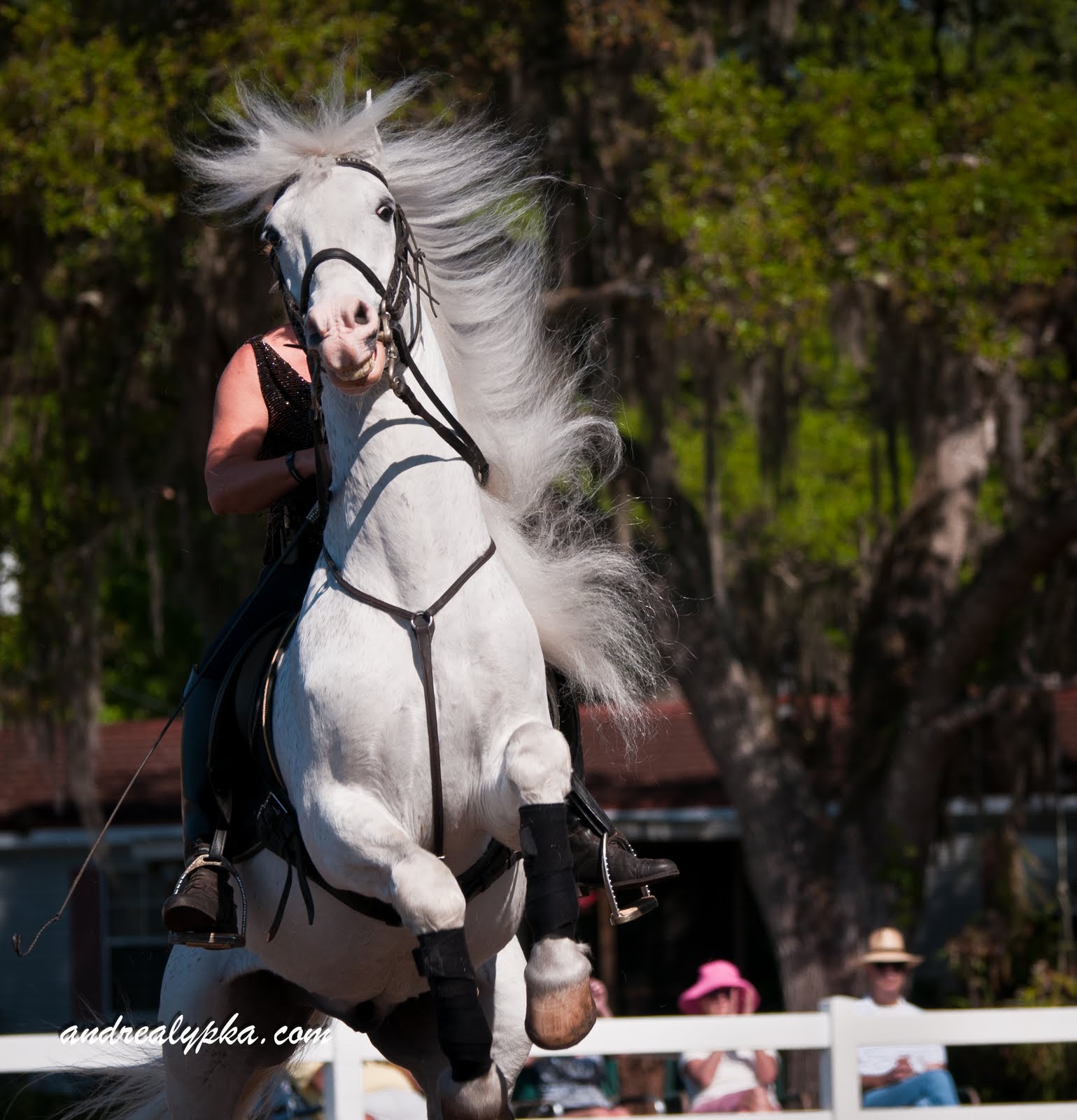New Media Photographer: Photos The Original Lipizzan Stallions of ...