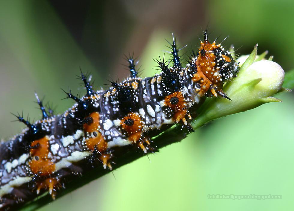 Best Beautiful hd wallpapers for Desktop Basckground: Larva hd wallpapers