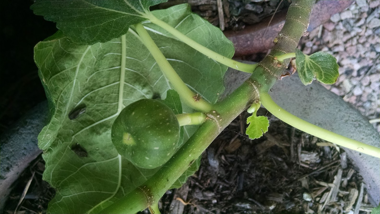 Desert Valley Orchard: Black Jack Fig