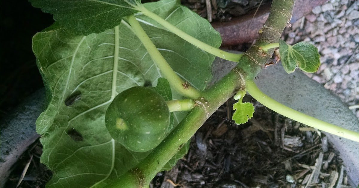 Desert Valley Orchard: Black Jack Fig