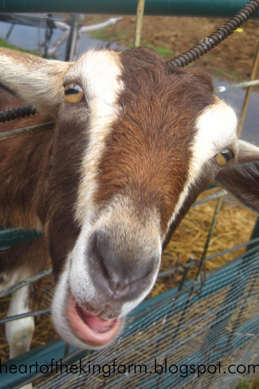 Heart of the King Farm: Experimenting with Goat Hobbles