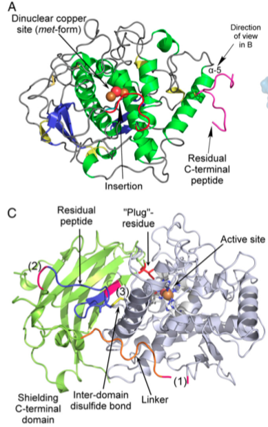 Aurone synthase is a catechol oxidase with hydroxylase activity and ...