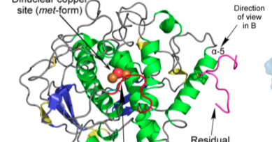 Aurone synthase is a catechol oxidase with hydroxylase activity and ...