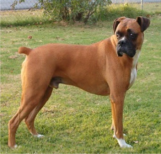 About pets: Boxer (Deutscher Boxer) (German Boxer)