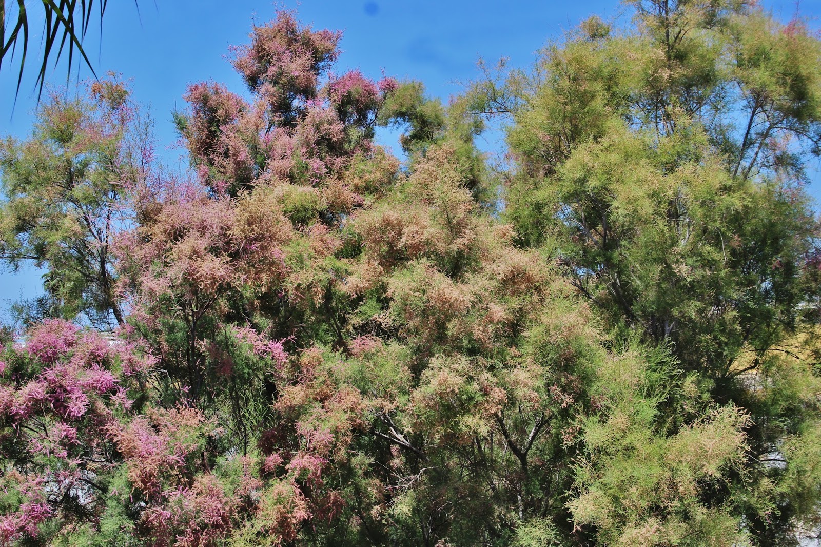 Biodiversity of Cyprus by NGO Protection of the Natural Heritage and ...