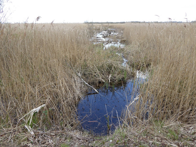 Wild and Wonderful: The Yare Valley