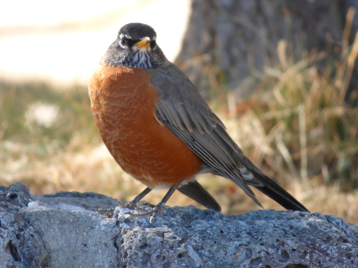 Geotripper's California Birds: American Robins at Lava Beds National ...