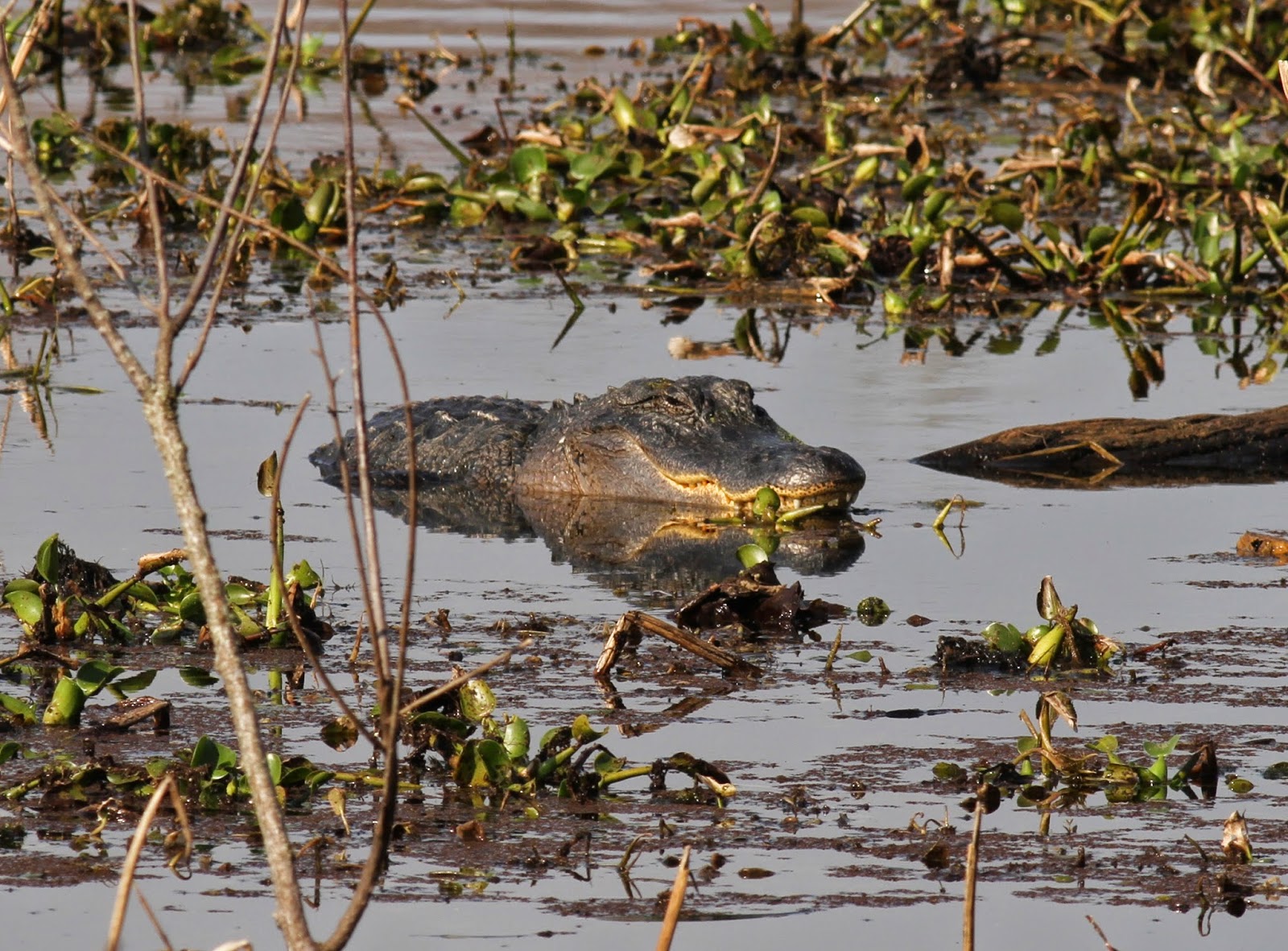 WYKE BIRDING: TEXAS - Gators!
