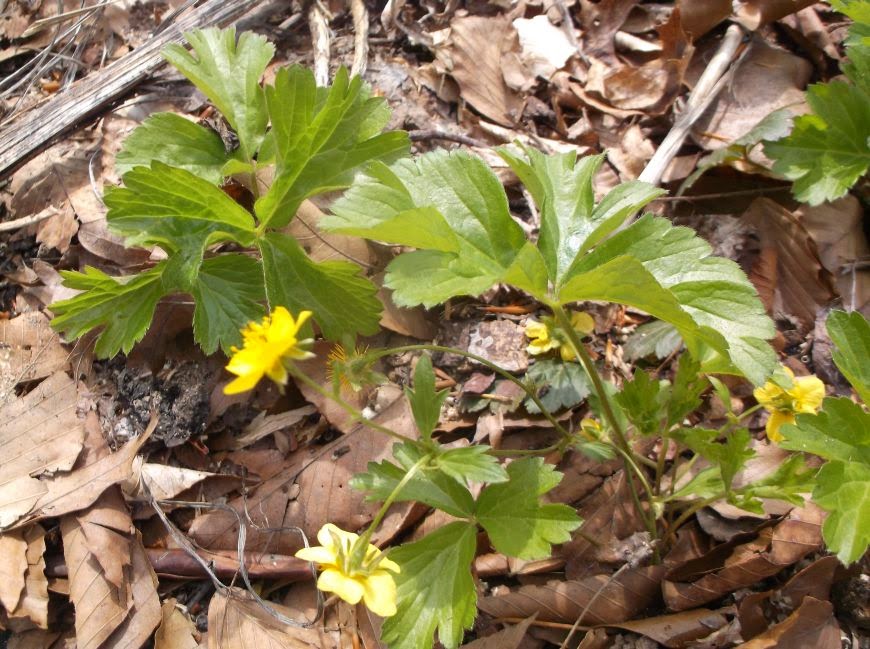 Future Plants by Randy Stewart: Waldsteinia