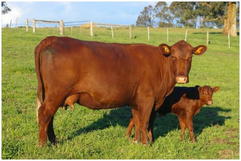 Generalidades de la Ganadería Bovina.: Red Poll