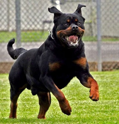 Top 10 Dangerous Dogs In The World | OnTopStuff