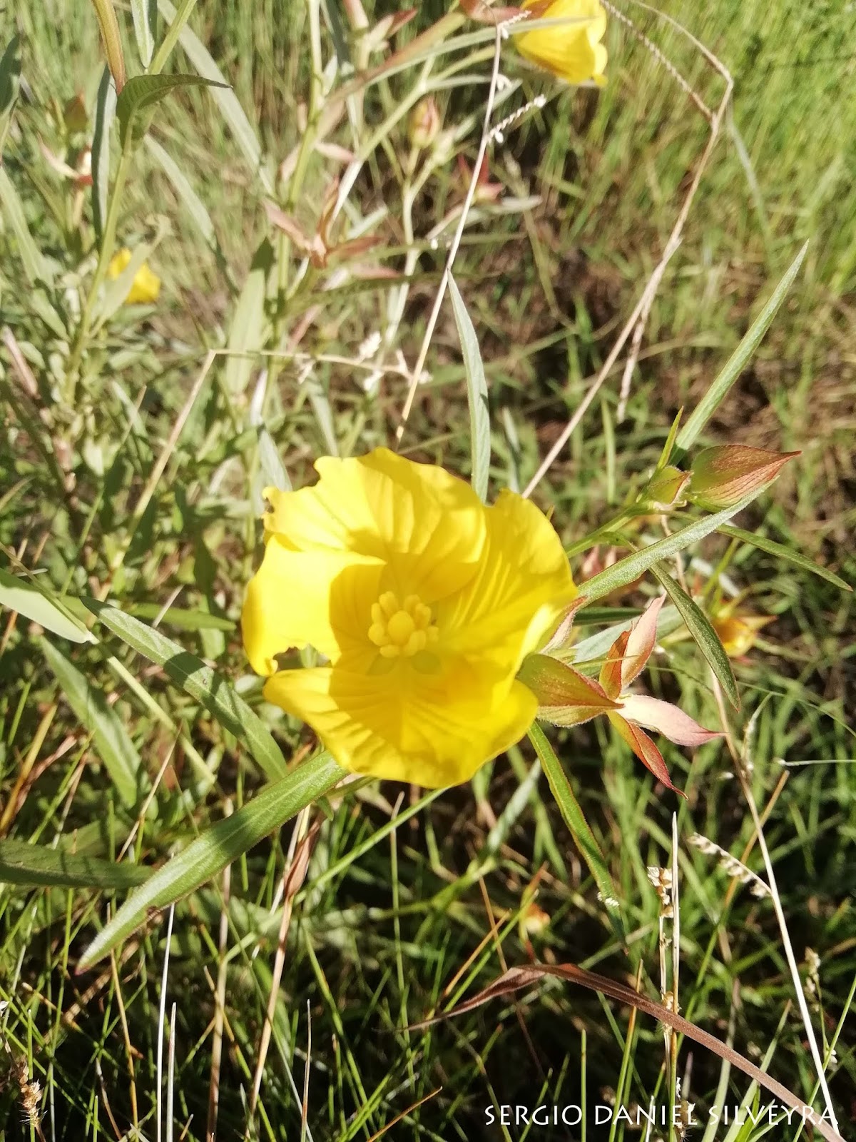 Flora Nativa de Entre Rios