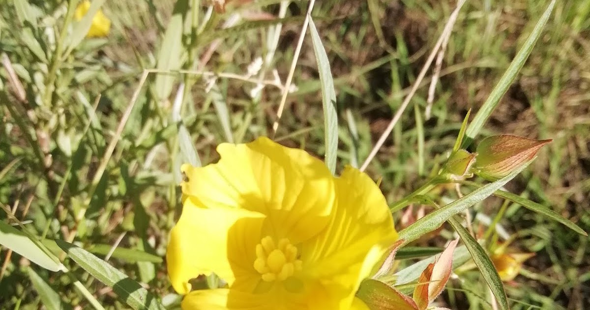 Flora Nativa de Entre Rios