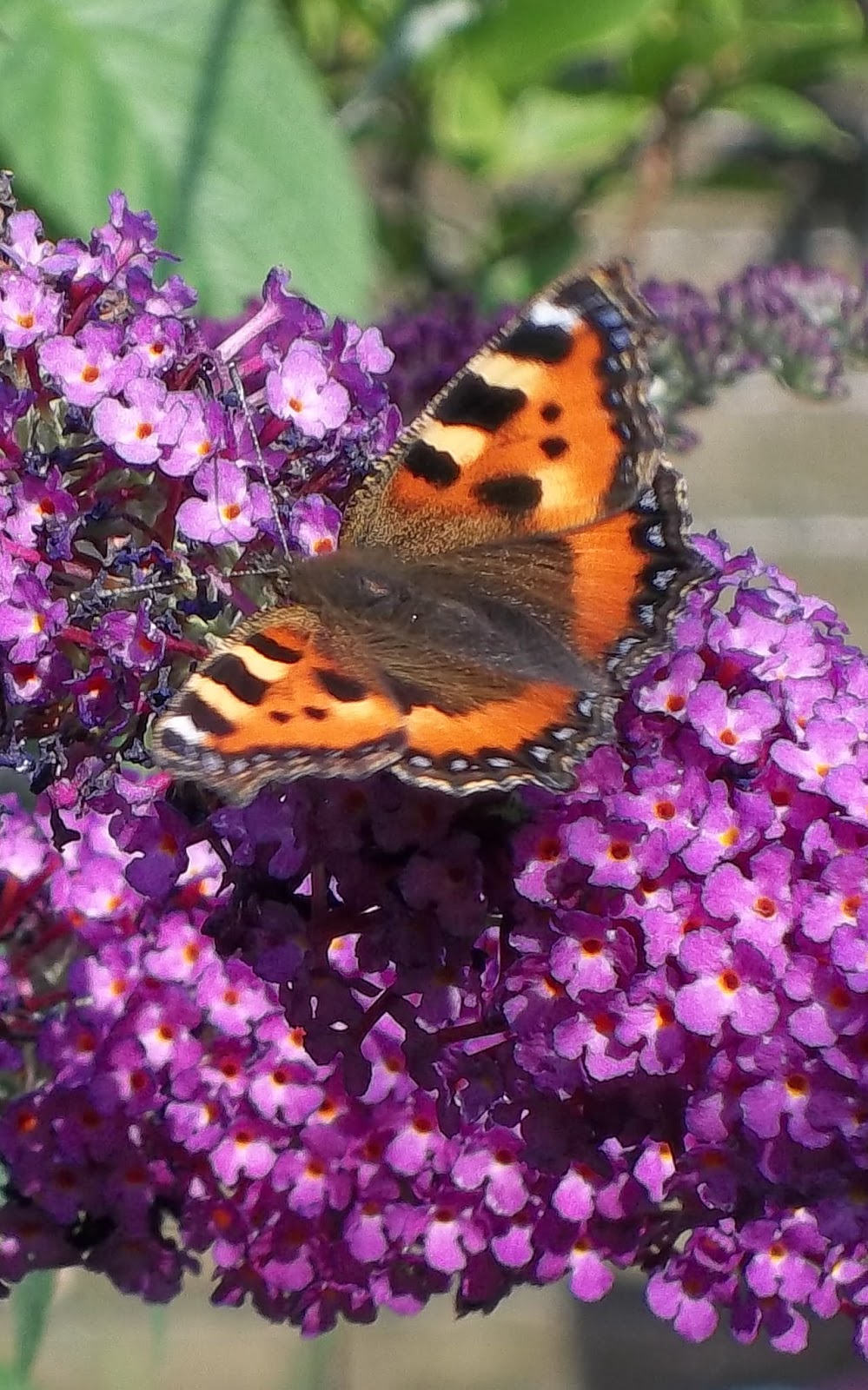 Feltabulous Buddleia And Butterflies Feltabulous Buddleia And Butterflies