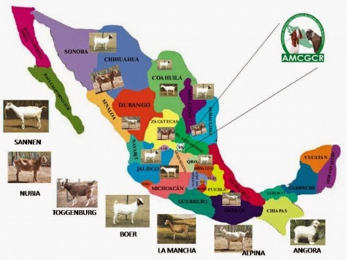 Nyfiken Geográfico: GANADERIA