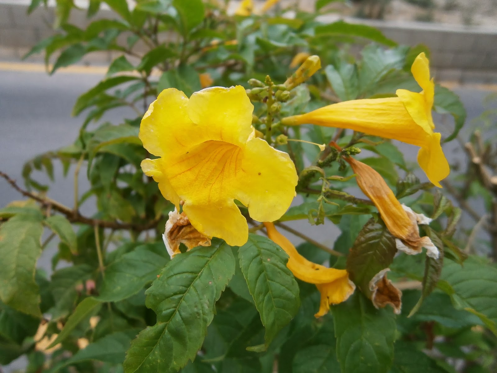HERBARIO VIRTUAL DE BANYERES DE MARIOLA Y ALICANTE: Tecoma stans ...