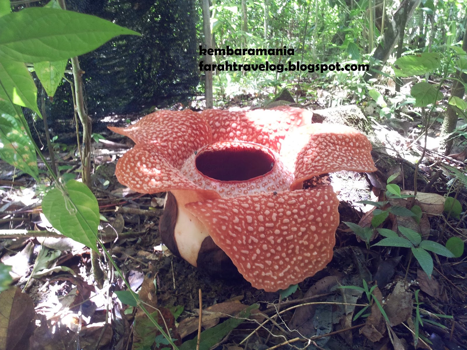 Blog Kembara Mania: Meet The Biggest Flower in the World-Rafflesia di ...