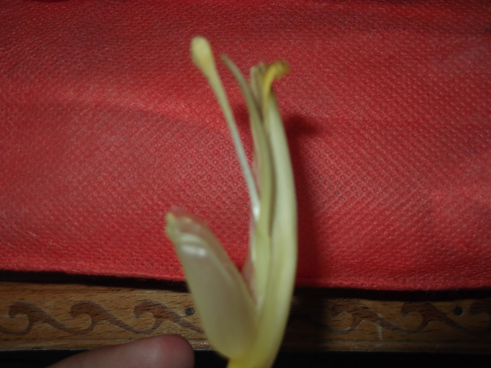 Sri's kitchen: Arati puvvu pulusu (or) Banana flower stew