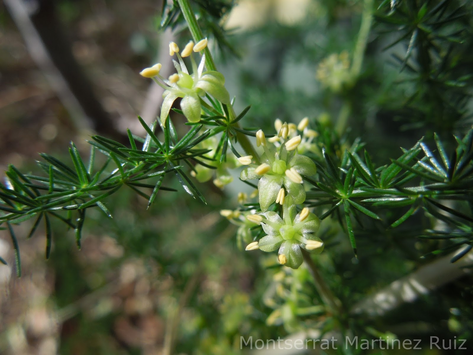 ESPARRAGUERA - BOTÀNIC SERRAT