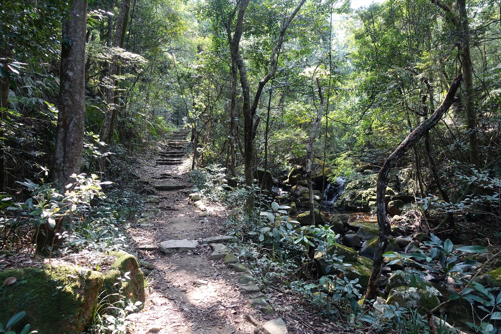 消耗五百食翻一千※香港行山記: 大埔滘藍路 Tai Po Kau Forest Blue Walk