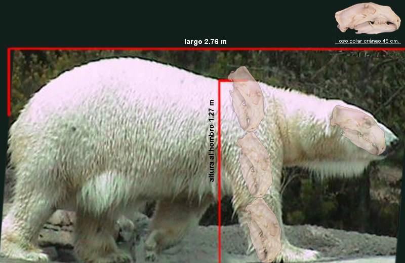 Los animales de nuestro mundo : Los animales de nuestro mundo: Los osos