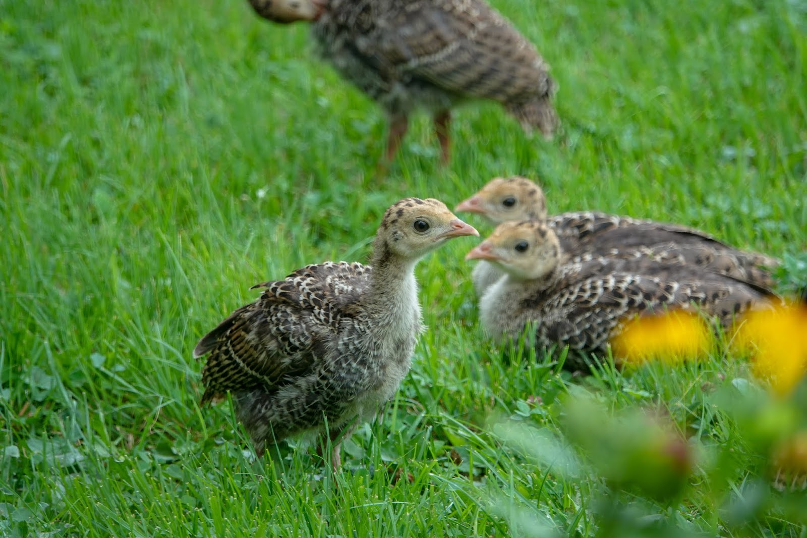 Gale's Photo and Birding Blog: Juvenile Wild Turkeys