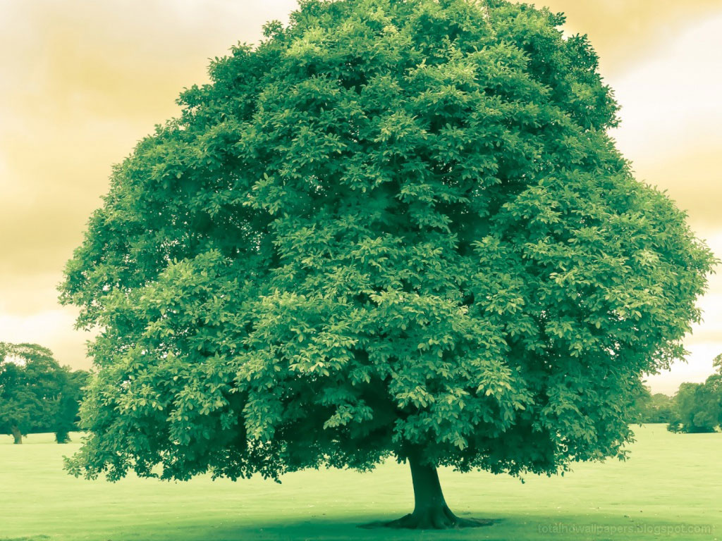 HD Wallpapers: big tree hd wallpapers
