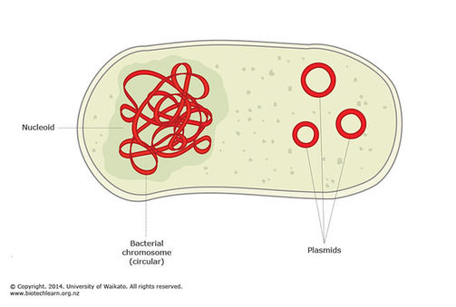 #156 Genetic engineering basics | Biology Notes for A level