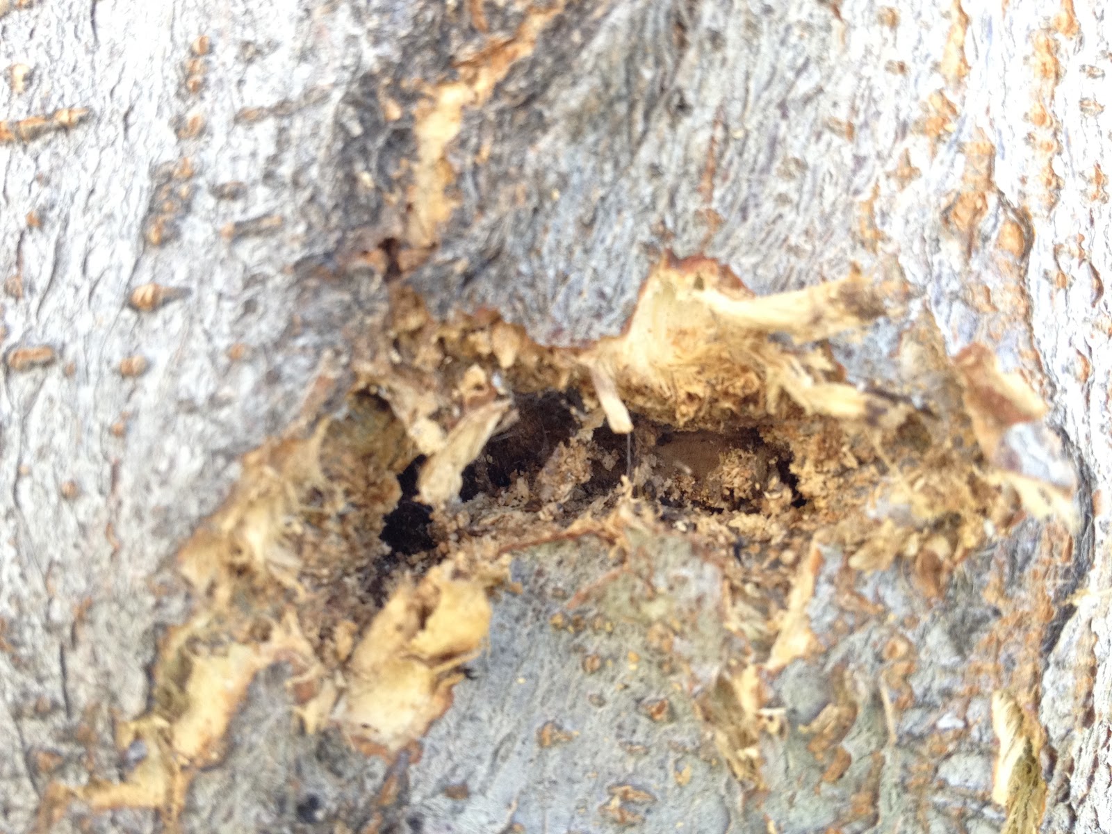 SoJo Garden: The "Locust Borer" aka What's Killing My Tree!