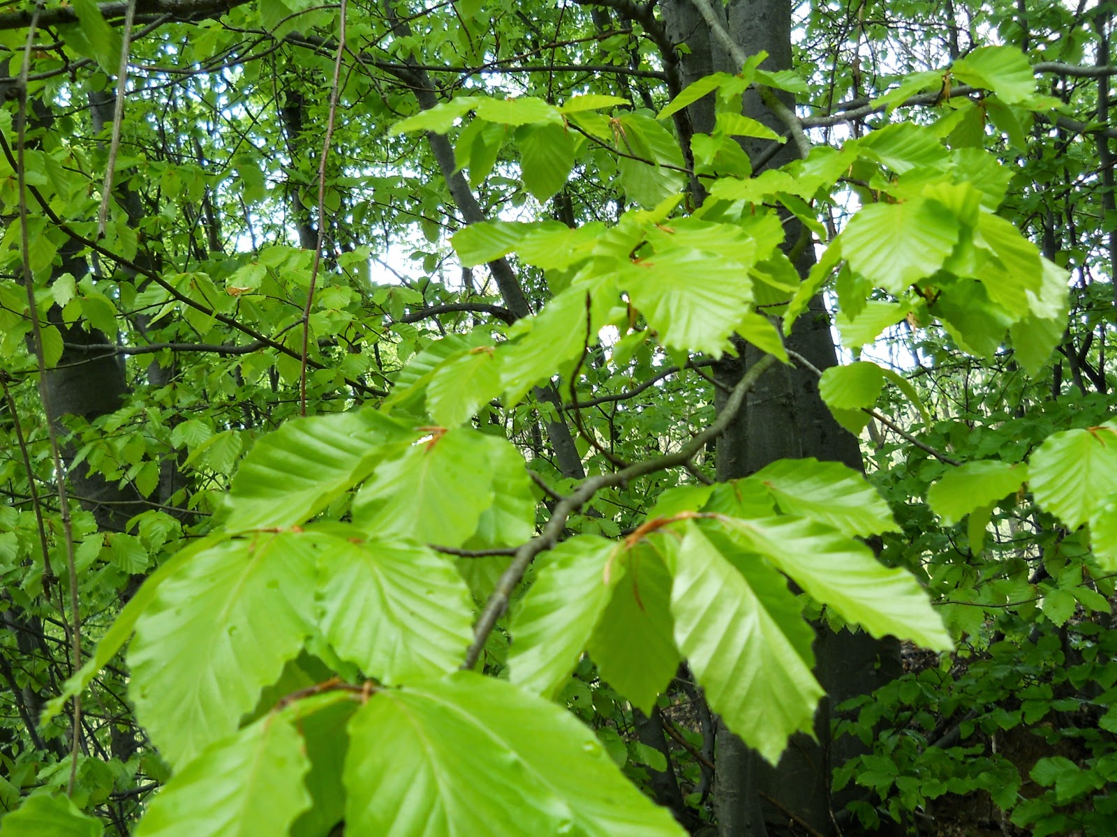 blogu lui florica: Flori de paducel,frunze de fag si doua caprioare.