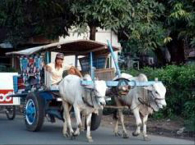 Enem Kabeh: 6 Asal Nama Kereta Kuda Khas di Indonesia