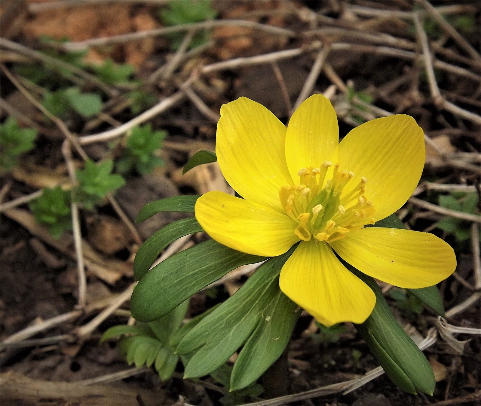 Single Spring Flower