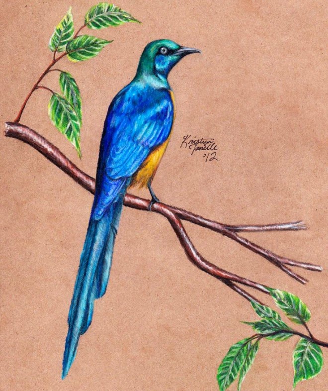 25 Best Bird Drawings For Your Inspiration!