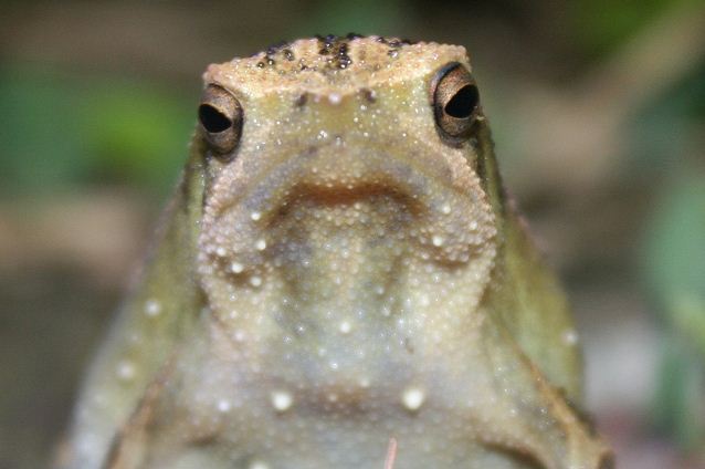 Tard the Grumpy Cat, Meet Tad the Grumpy Frog | Featured Creature