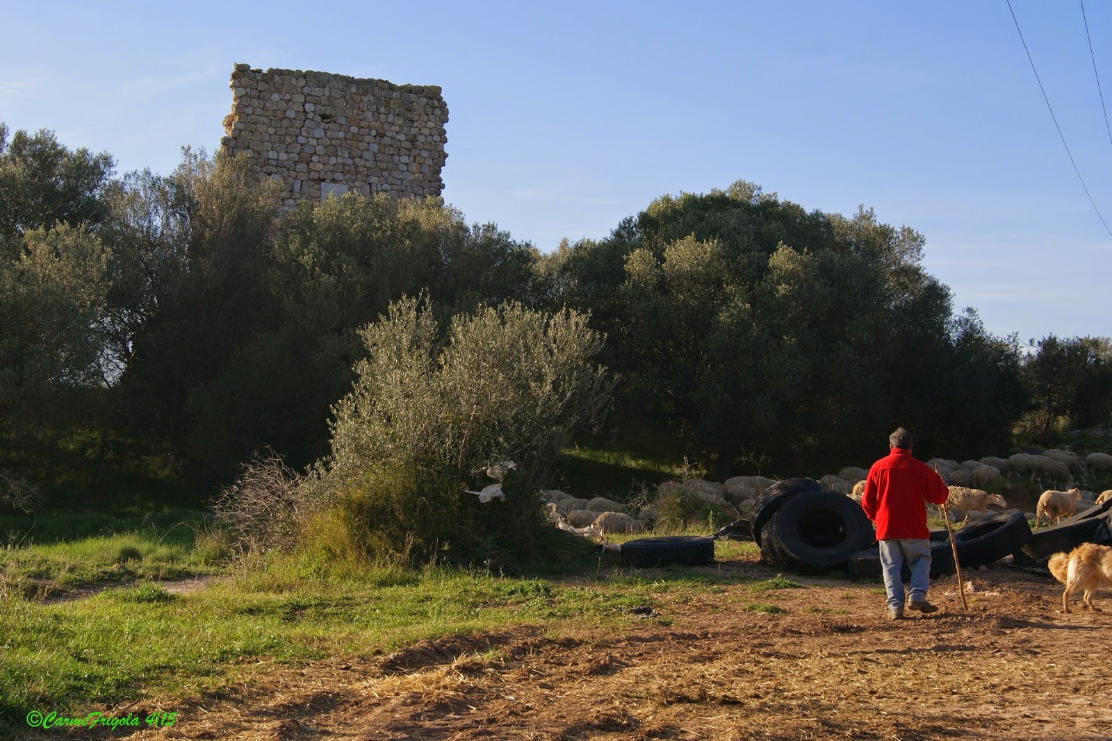 FLORA I PAISATGE DE LLERS: CASTELL DE SARRAI - MAS LA PUJADA