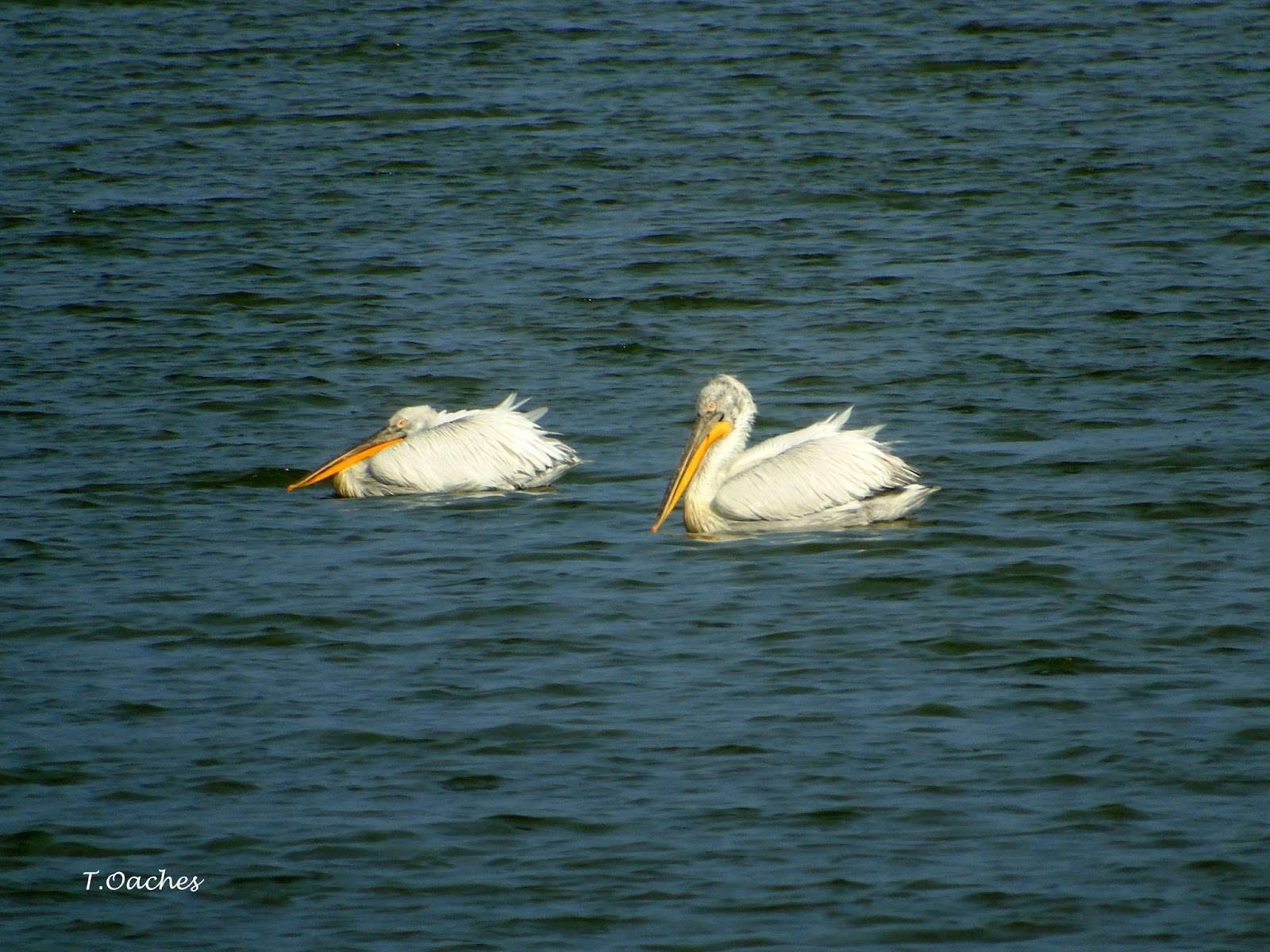 PASARI DIN ROMANIA: pelican cret