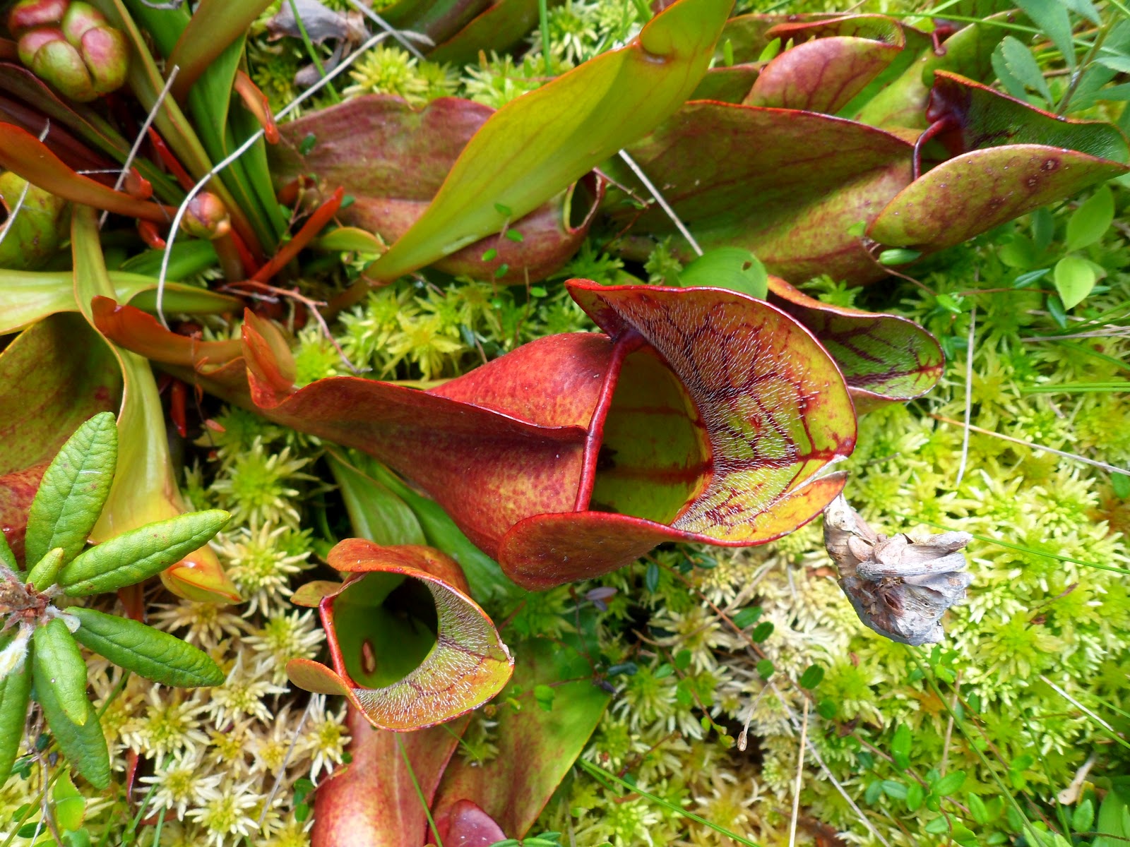 Newfoundland and Labrador trip: MUN Botanical Garden, and The Rooms