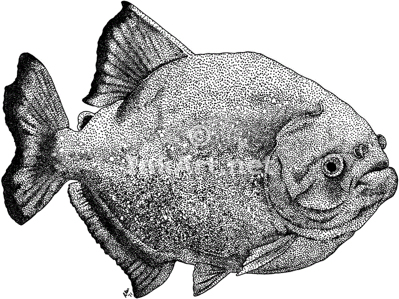 HoseMaster of Wine™: The New Wine Fairy Tales: The Talking Fish