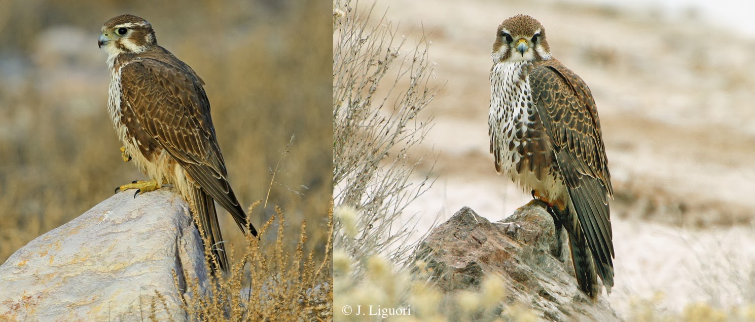 Raptor Identification and Photography: Prairie Falcon Ages