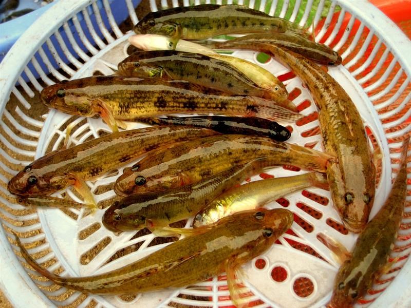 Cá Bống Vùi Tro - Đặc sản Lai Châu - Tây Bắc