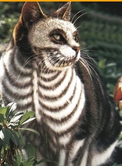 Baratolouko: Imagens WTF #3 - gatos