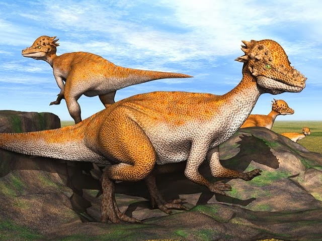 O Livro da Natureza: Paquicefalossauro ou Paquicephalosaurus