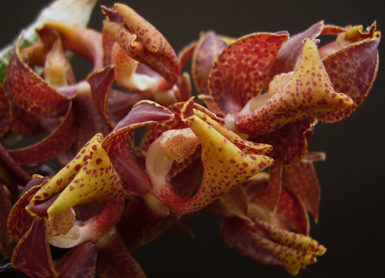 EXPOR ORQUIDEAS.COM: Clowesia - Mormode - Cycnoches