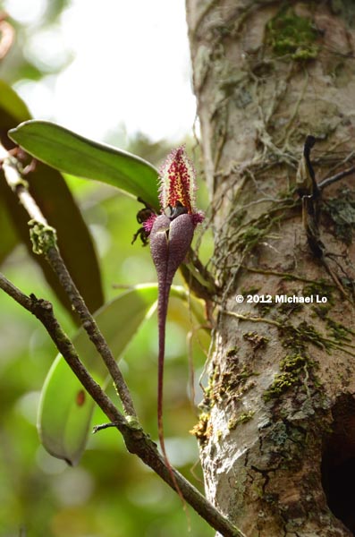 The rainforests of Borneo & Southeast Asia: Wild orchids from heart of ...