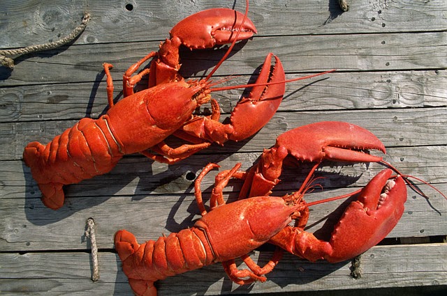 Buying Live Lobster And Ship Maine Lobsters With Dorrlobster