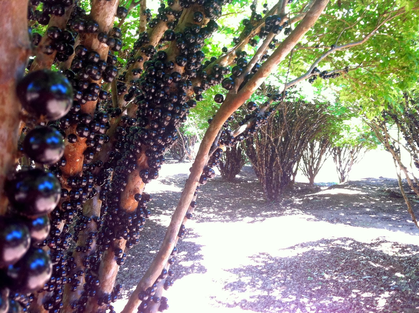 come-se: Festa Gastronômica Nossa Pitada, em Goiânia: O maior jabuticabal do universo