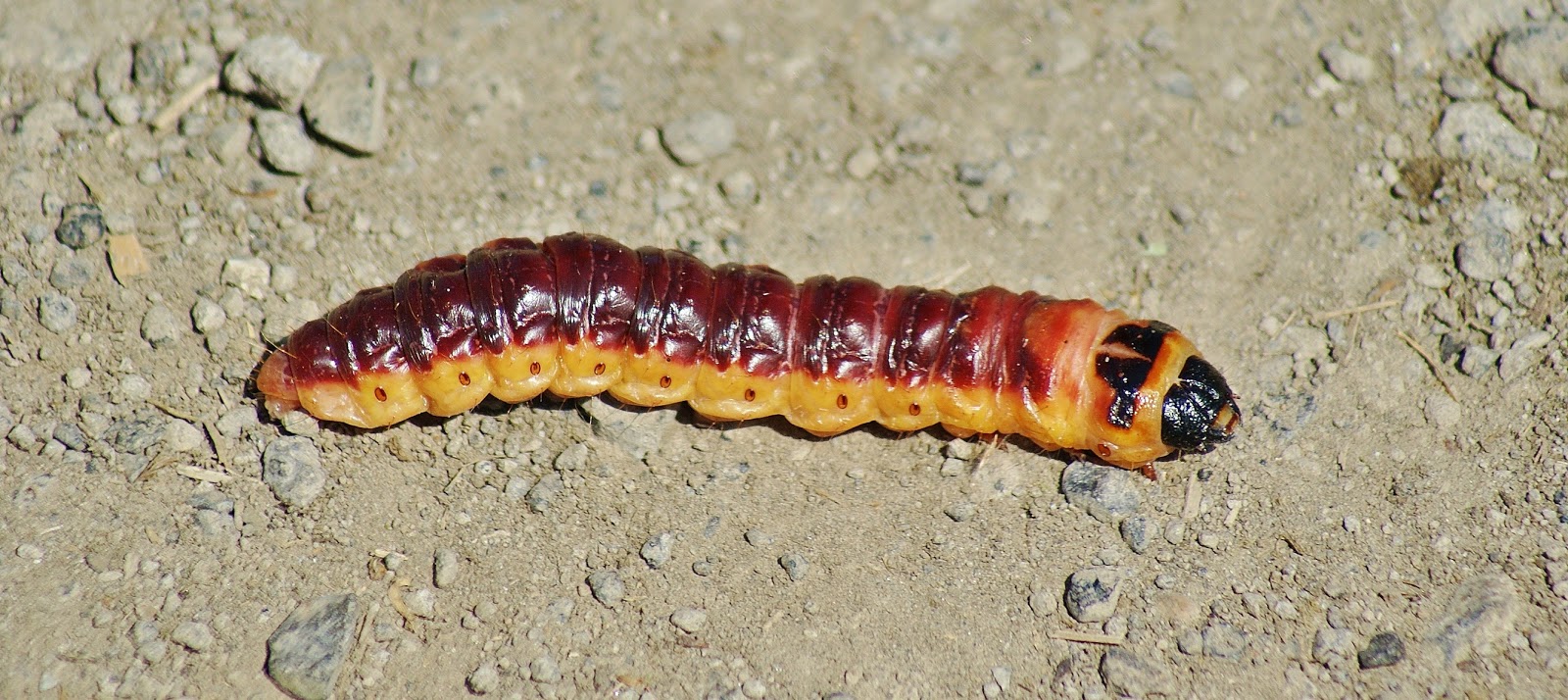 AMSTERDAMSE WATERLEIDINGDUINEN AWD: Nachtvlinders